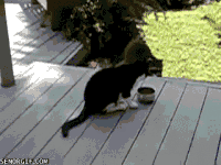Theft GIFs - Get the best gif on GIFER