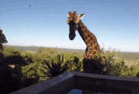 Girafe GIFs - Get the best gif on GIFER
