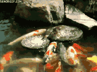Koi GIFs - Get the best gif on GIFER