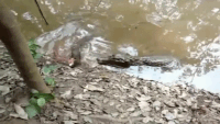 Alligators GIFs - Get the best gif on GIFER