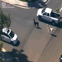Police chase GIFs - Get the best gif on GIFER
