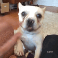 Frenchie GIFs - Get the best gif on GIFER