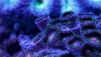 Microscope GIFs - Get the best gif on GIFER