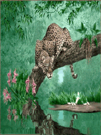 Leopard GIFs - Get the best gif on GIFER
