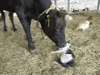 Cow GIFs - Get the best gif on GIFER
