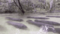 Manatee GIFs - Get the best gif on GIFER