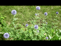 Bee GIFs - Get the best gif on GIFER