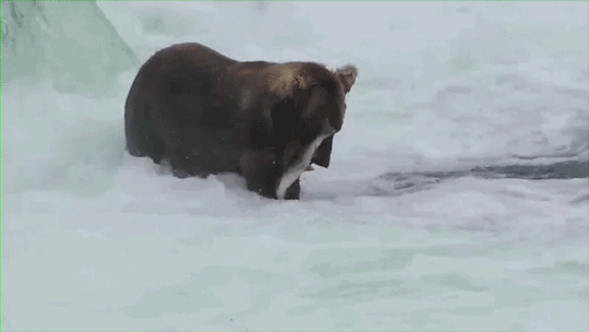 Bearcam GIFs - Get the best gif on GIFER