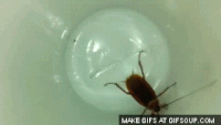 Cockroach GIFs - Get the best gif on GIFER