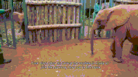 Calf GIFs - Get the best gif on GIFER
