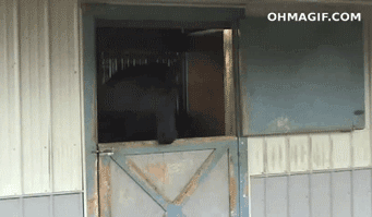 Stable GIFs - Get the best gif on GIFER