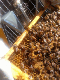 Bee hive GIFs - Get the best gif on GIFER