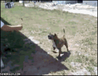Jumping dog GIFs - Get the best gif on GIFER