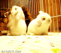 Fluffy GIFs - Get the best gif on GIFER