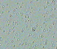 Microscopes GIFs - Get the best gif on GIFER