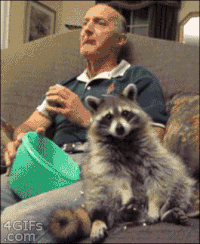 Raccoon GIFs - Get the best gif on GIFER