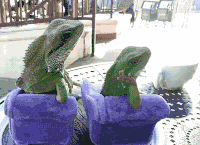 Lizards GIFs - Get the best gif on GIFER