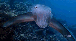 Mollusk GIFs - Get the best gif on GIFER