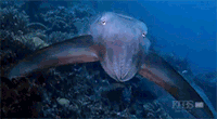 Mollusk GIFs - Get the best gif on GIFER