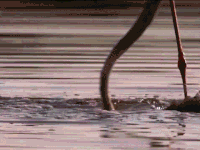 Flamingo GIFs - Get the best gif on GIFER