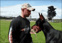 Doberman GIFs - Get the best gif on GIFER