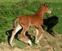 Foal GIFs - Get the best gif on GIFER