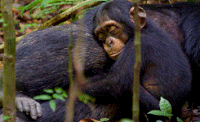 Chimpanzee GIFs - Get the best gif on GIFER