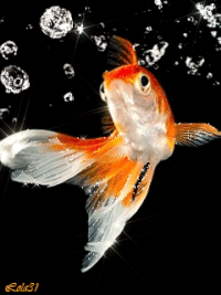 Goldfishes GIFs - Get the best gif on GIFER