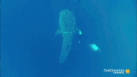 Diver GIFs - Get the best gif on GIFER