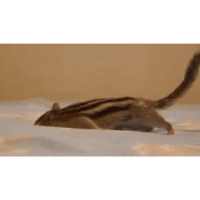 Chipmunk GIFs - Get the best gif on GIFER