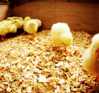 Farm GIFs - Get the best gif on GIFER