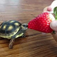 Turtle GIFs - Get the best gif on GIFER