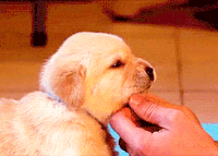 Nuzzling GIFs - Get the best gif on GIFER