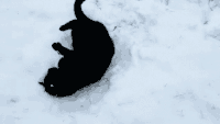 Snowball GIFs - Get the best gif on GIFER