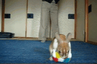 Hase GIFs - Hole dir die besten GIFs auf GIFER