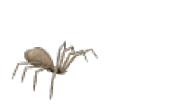 Spiders GIFs - Get the best gif on GIFER