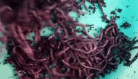 Worms GIFs - Get the best gif on GIFER