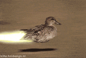 Habe GIF - Conseguir o melhor gif em GIFER