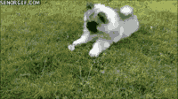 Bark GIFs - Get the best gif on GIFER