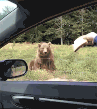 Perfekt GIFs - Get the best gif on GIFER