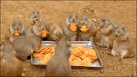 Gopher GIFs - Get the best gif on GIFER