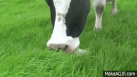 Cow GIFs - Get the best gif on GIFER
