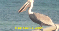 Pelican GIFs - Get the best gif on GIFER