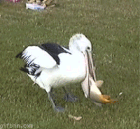 Pelican GIFs - Get the best gif on GIFER