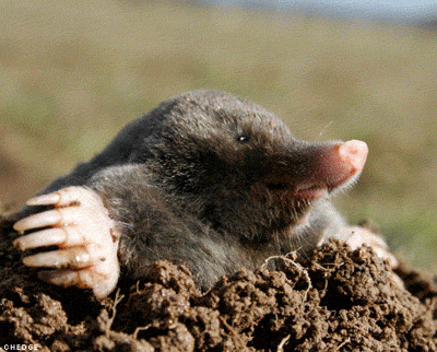 Mole GIFs - Get the best gif on GIFER