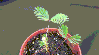 Mimosa GIFs - Get the best gif on GIFER