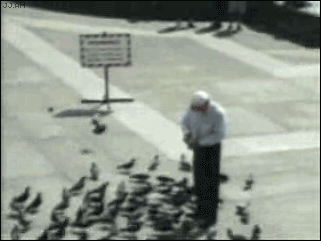 Pigeon costume GIF - Conseguir o melhor gif em GIFER