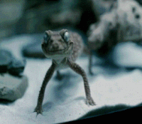 Gecko GIFs - Get the best gif on GIFER