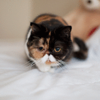 Pudge гифки, анимированные GIF изображения pudge - скачать гиф картинки ...