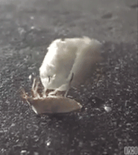 Insetos GIFs - Get the best gif on GIFER